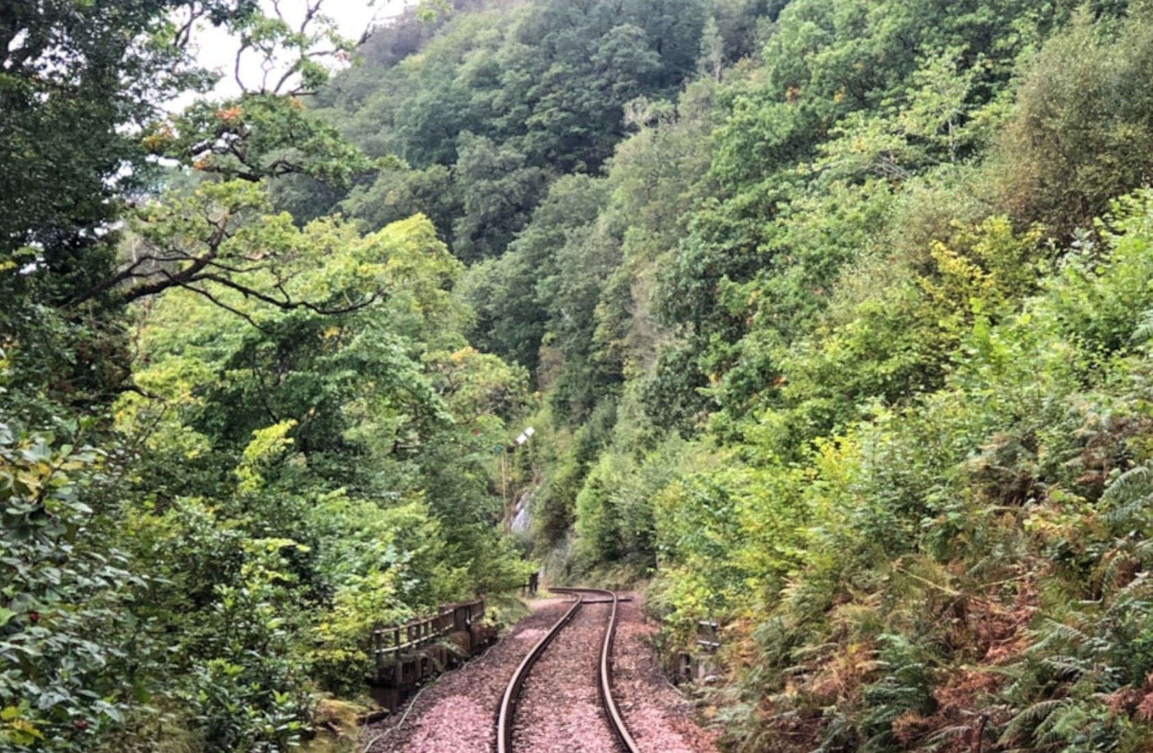 Network Rail to begin tree and vegetation management on iconic West ...