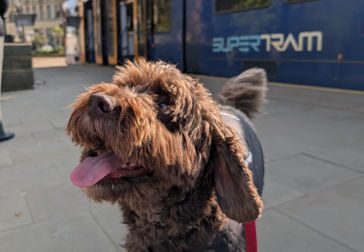 Over 10,000 dog trips on Supertram in tail-wagging success ...
